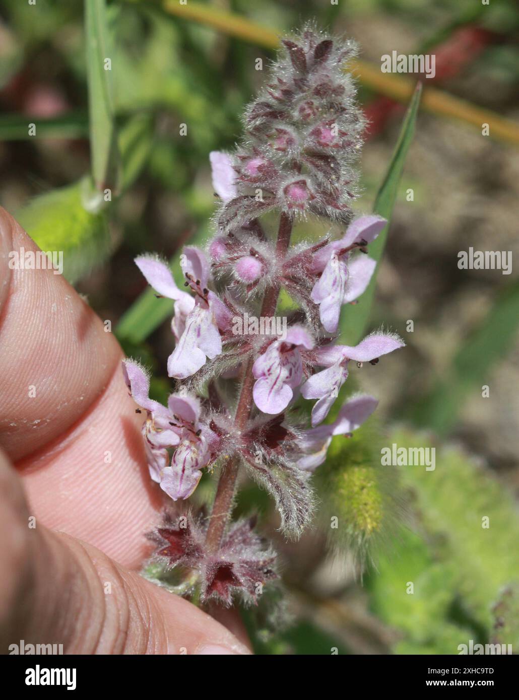 Stachys ajugoides hi-res stock photography and images - Alamy