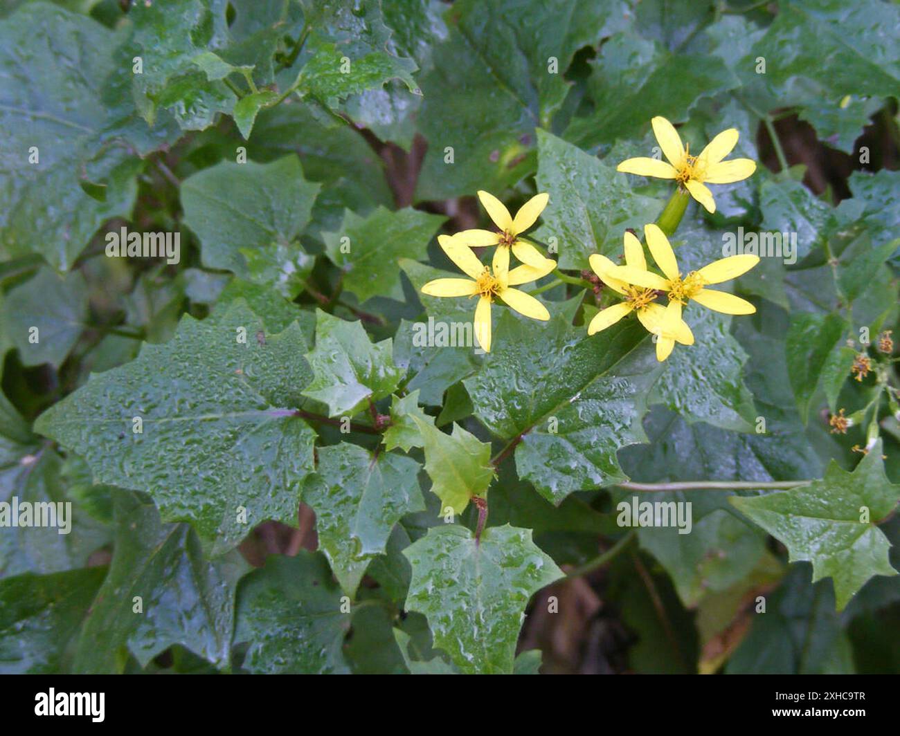 Canary creeper (Senecio tamoides) Kingfisher St, St Lucia: St Lucia ...