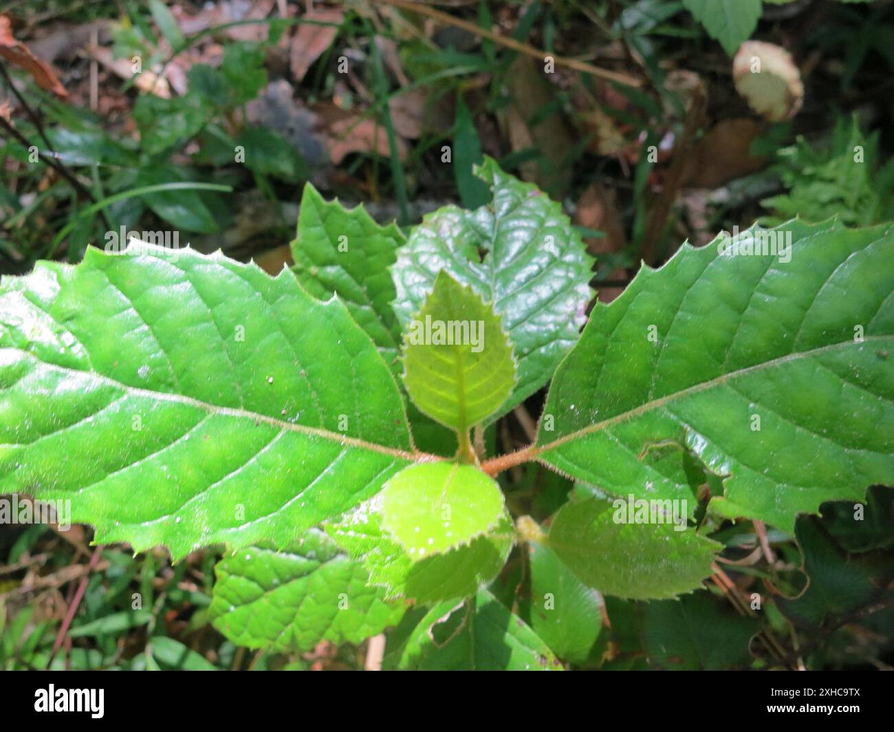 Assegai tree (Curtisia dentata) Eden, ZA-WC, ZA Stock Photo - Alamy