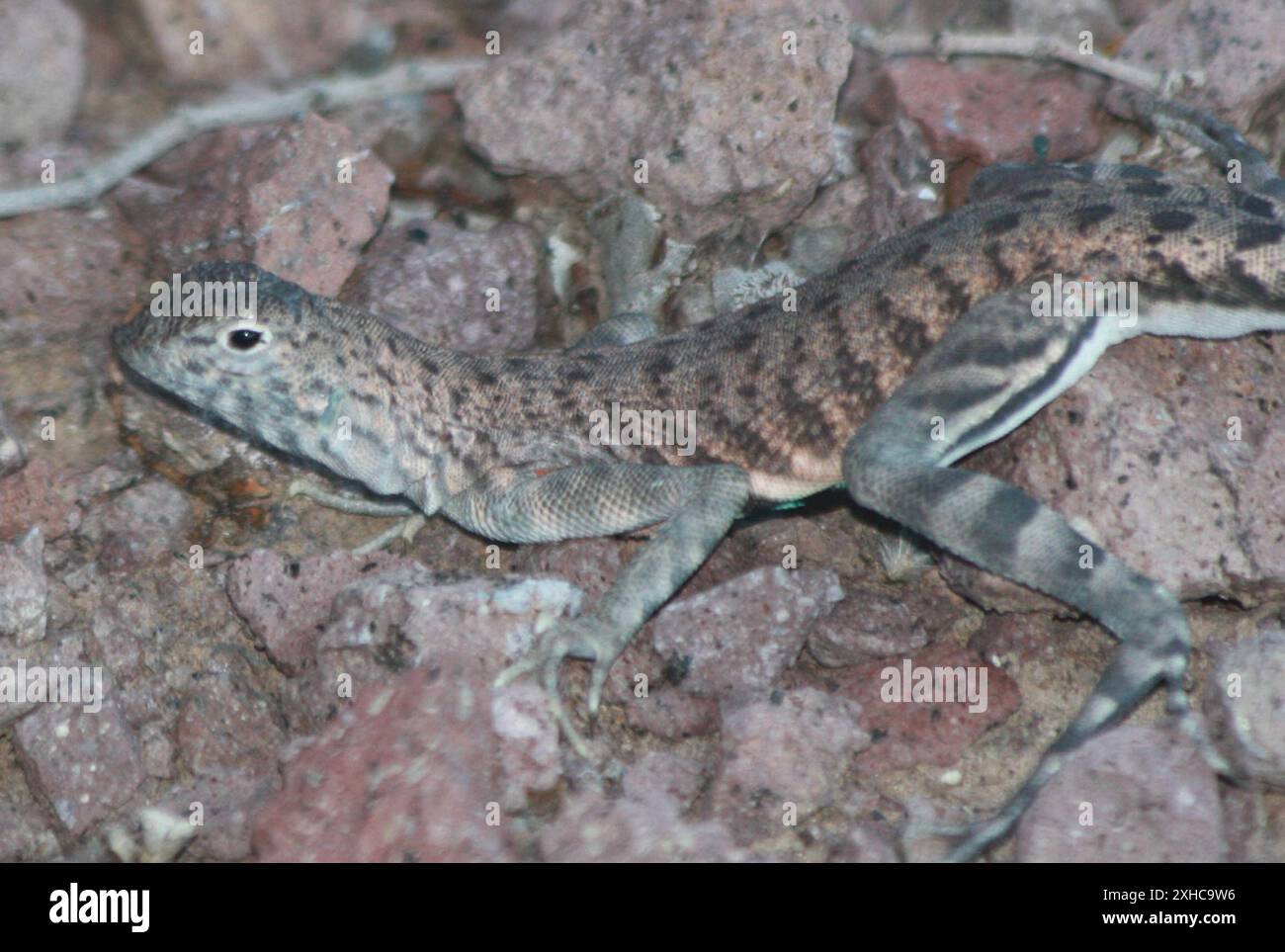 Zebra-tailed Lizard (Callisaurus draconoides) las vegas Stock Photo - Alamy