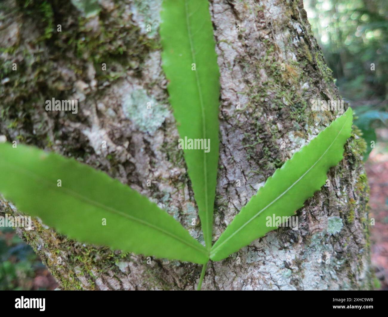 Trifoliatus hi-res stock photography and images - Alamy