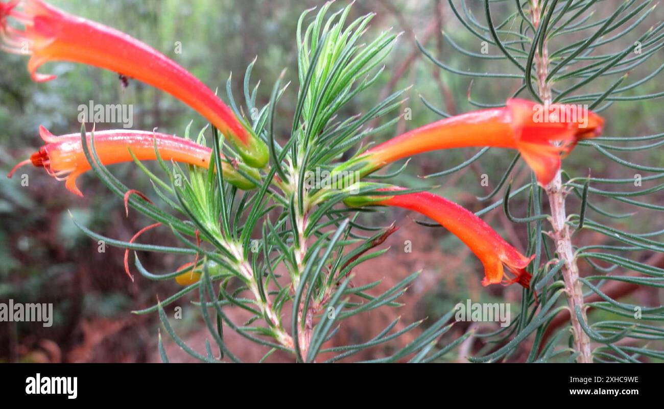 Klein drakenstein hi-res stock photography and images - Alamy