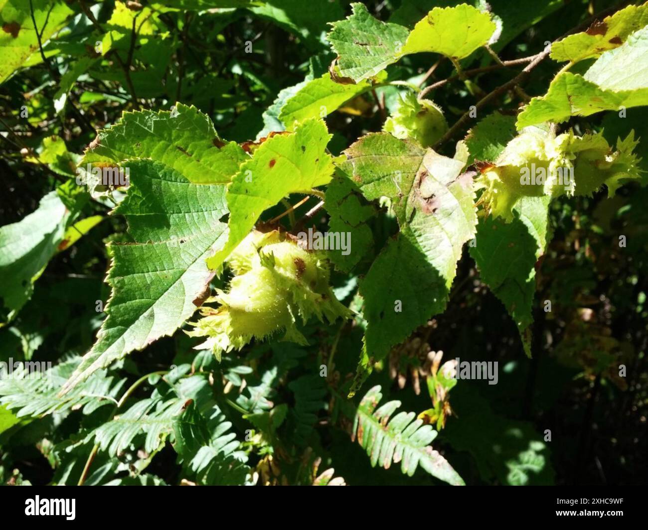 American hazelnut (Corylus americana) 100 Acre Wood (Town of Malta, NY ...