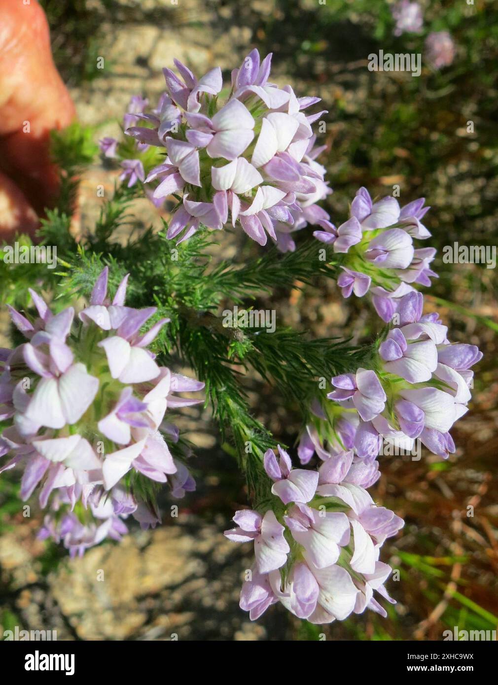 Klein drakenstein hi-res stock photography and images - Alamy