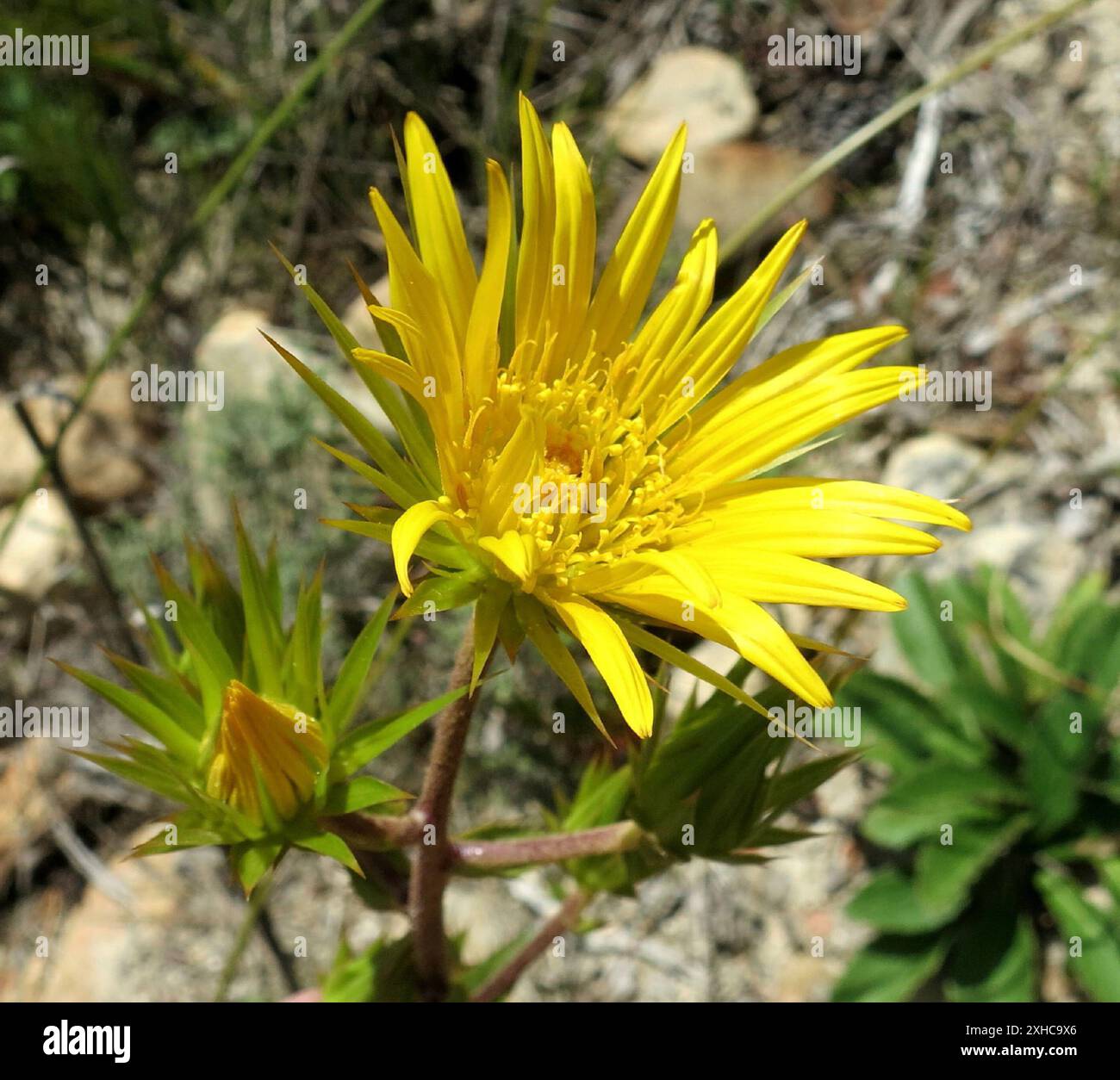 Giant Capethistle (Berkheya armata) Klein Drakenstein Mts above Olive ...