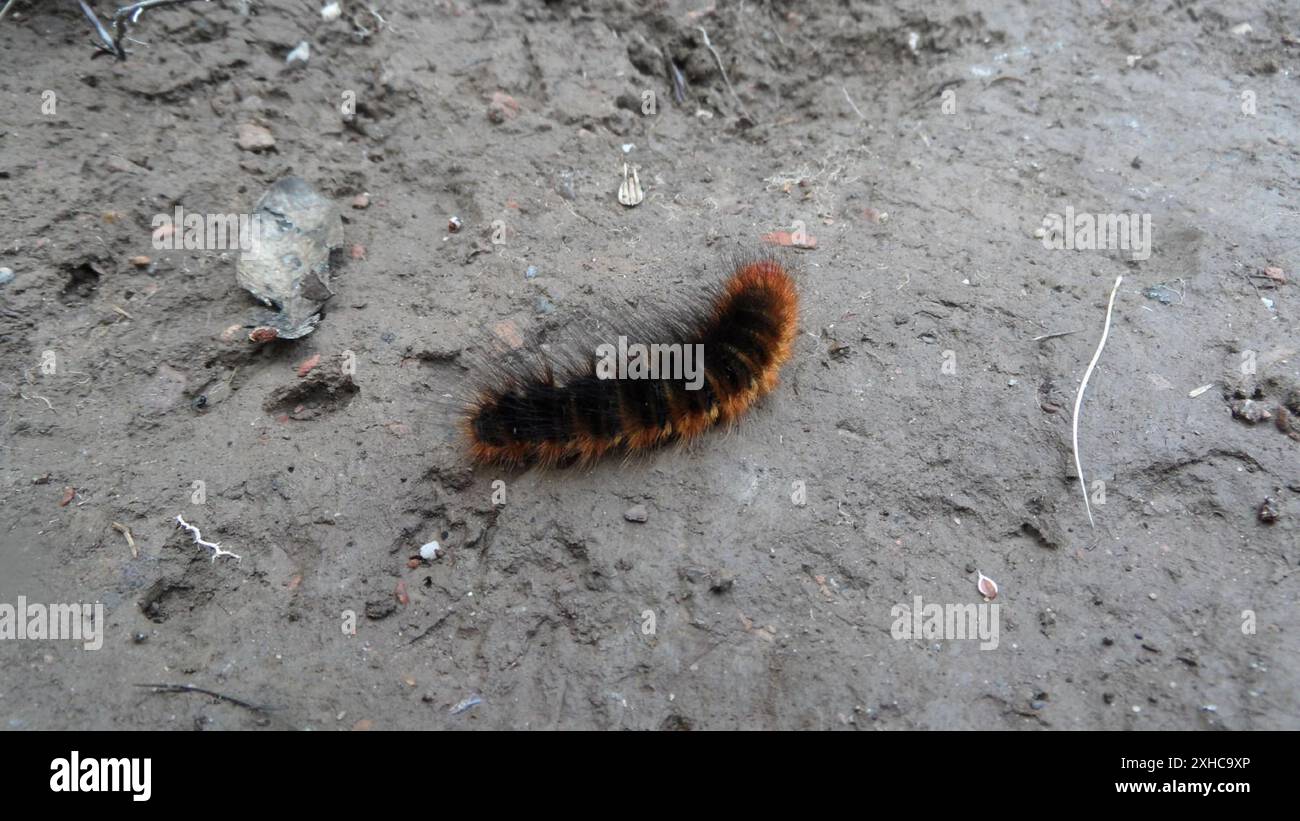 Monkey Moths (Eupterotidae) Grootvadersbosch Nature Reserve Stock Photo ...