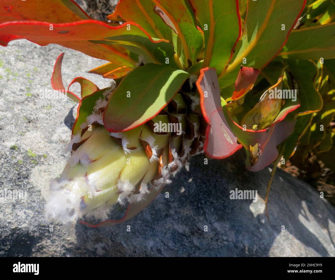 Queen protea protea magnifica hi-res stock photography and images - Alamy