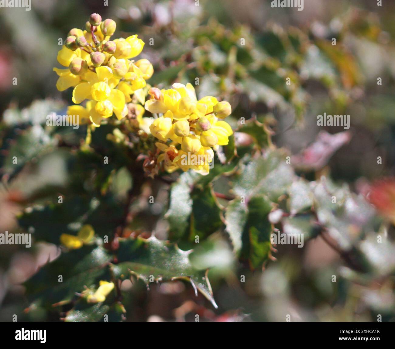 California barberry (Berberis pinnata) Daly City, California, United ...