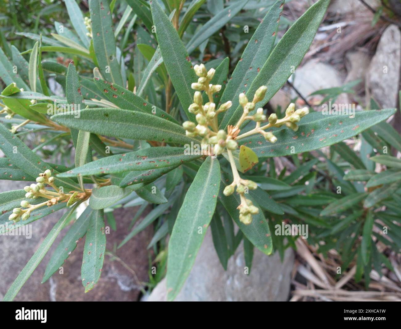 Water White-Alder (Brachylaena neriifolia) Strawberry Hill Fern Trail ...