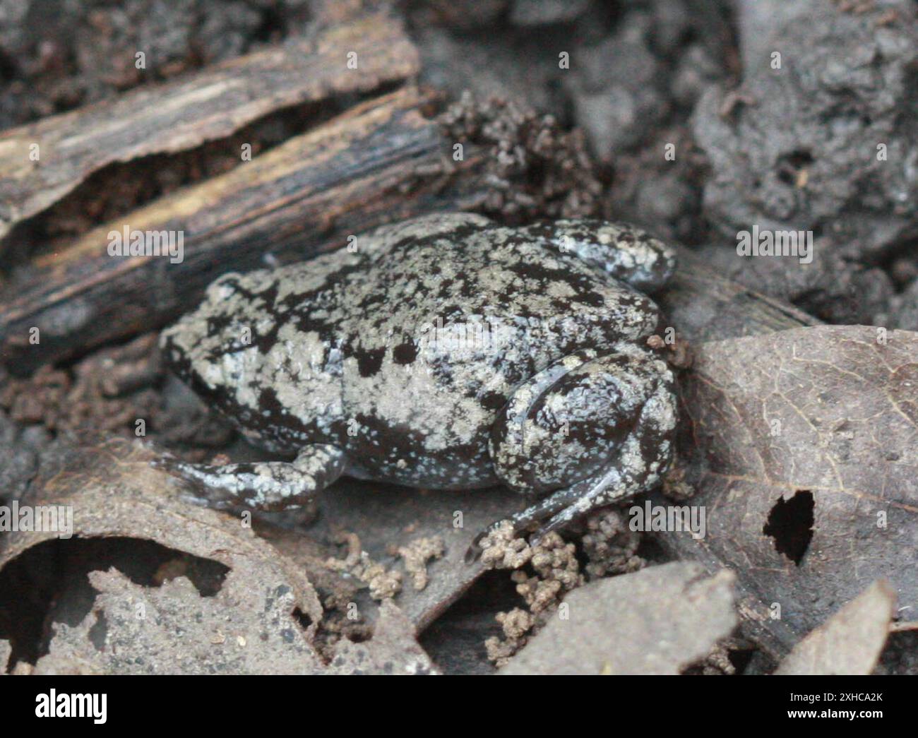 Eastern Narrow-mouthed Toad (Gastrophryne carolinensis) New Orleans ...