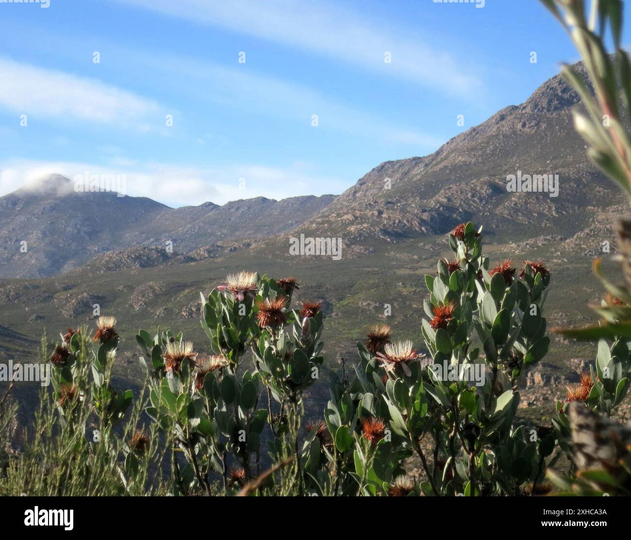 Water Sugarbush (Protea punctata) Swartberg Pass: About 3 kms north of ...