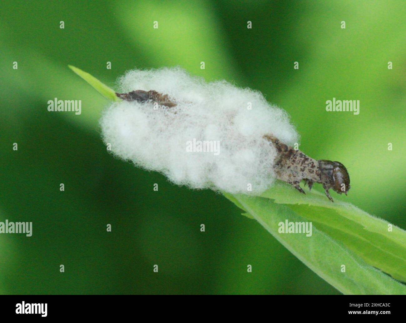 Ants, Bees, Wasps, and Sawflies (Hymenoptera) New Orleans, Louisiana ...