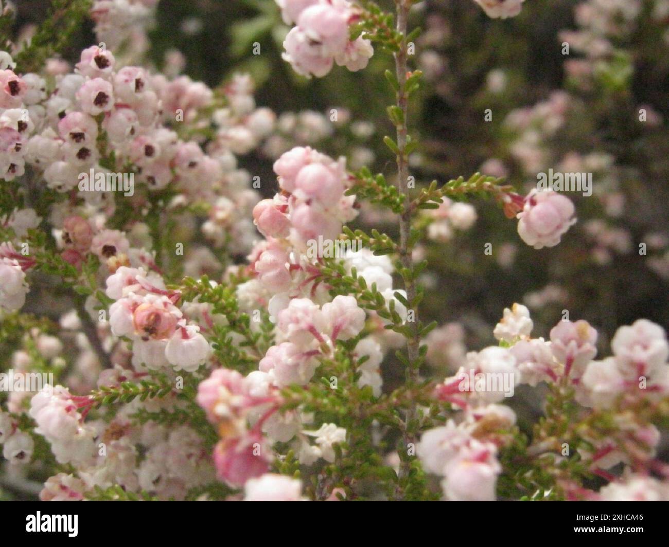 Erica formosa hi-res stock photography and images - Alamy