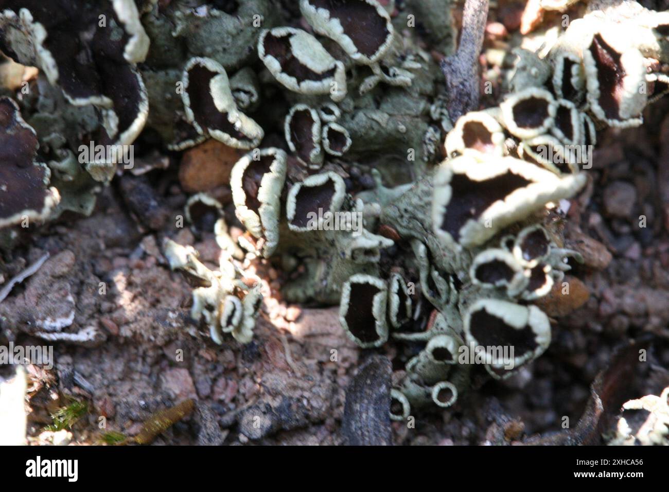 rock shield lichens (Xanthoparmelia) Karoo-Desert NBG: Natural ...