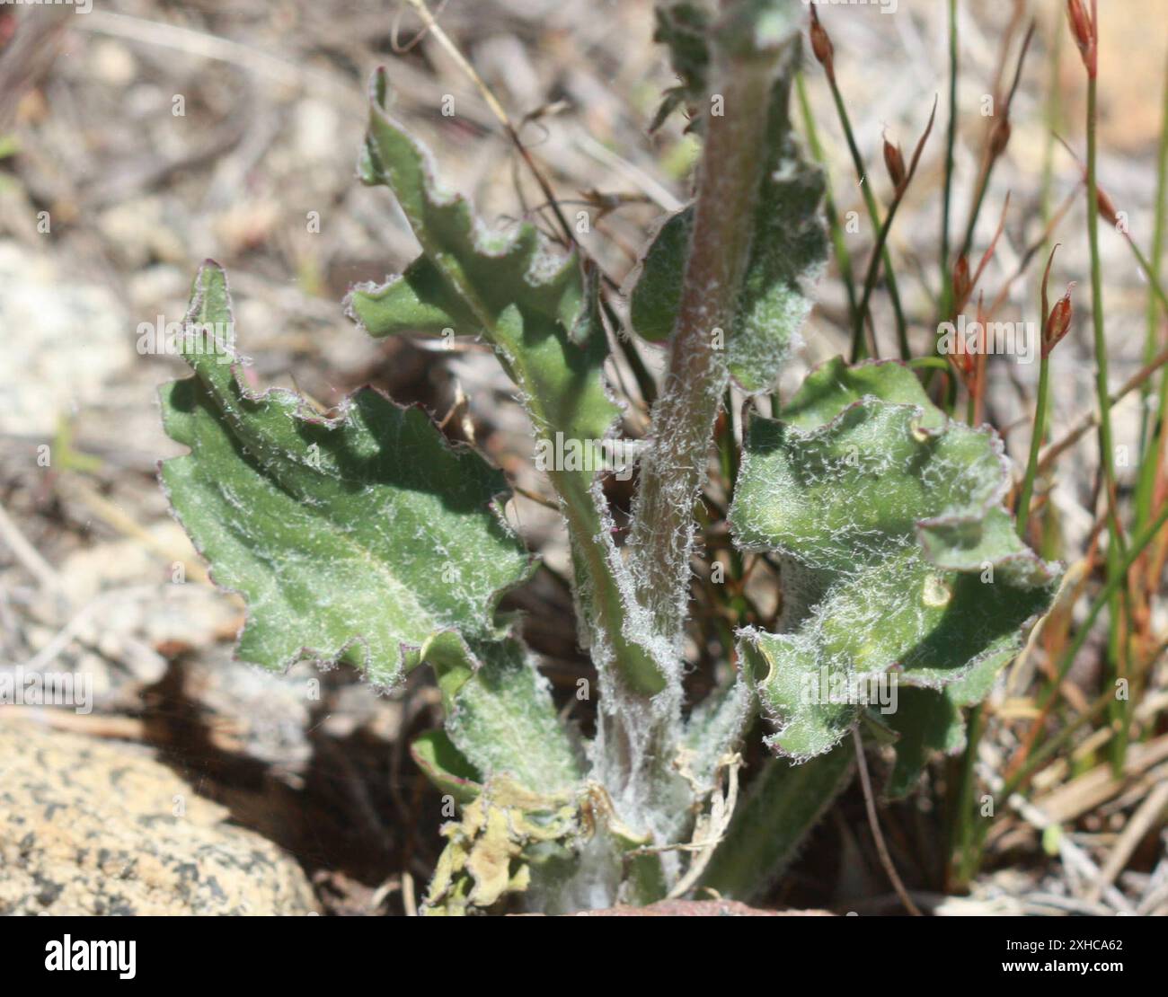 Tall western groundsel hi-res stock photography and images - Alamy