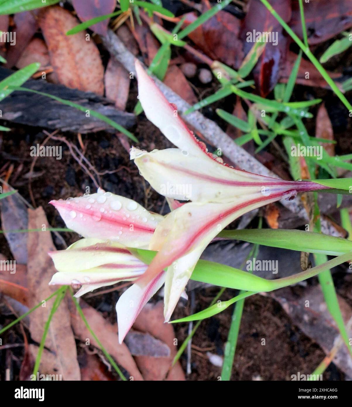 Common Swordlily (Gladiolus floribundus) Cloud Nine in Sedgefield Stock ...