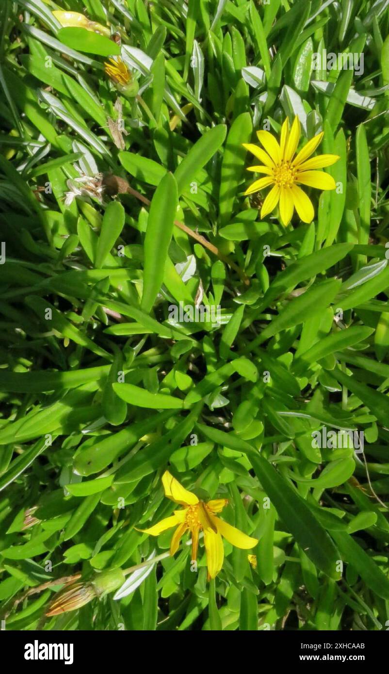 Greenleaf Trailing Gazania (Gazania rigens uniflora) Coney Glen Stock ...