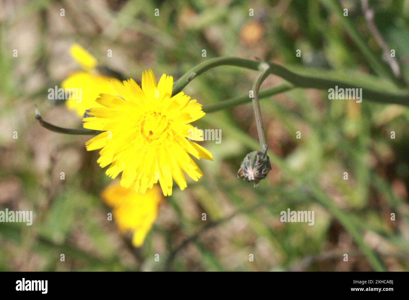 Common Cat's-ear (Hypochaeris radicata) San Francisco, California ...