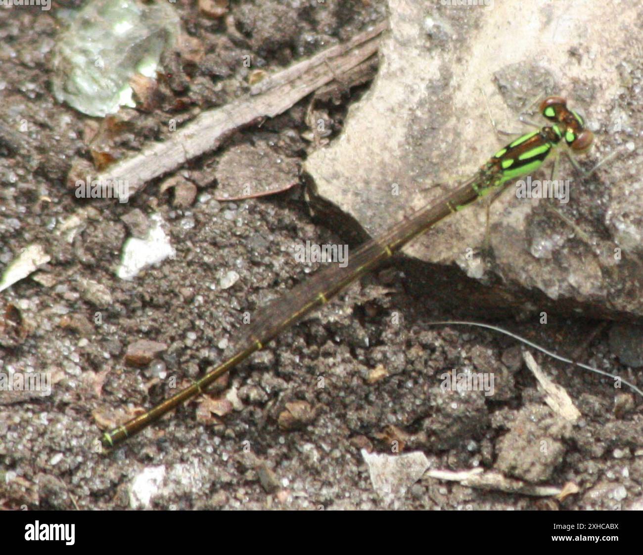 Fragile Forktail (Ischnura posita) New Orleans, Louisiana, United ...
