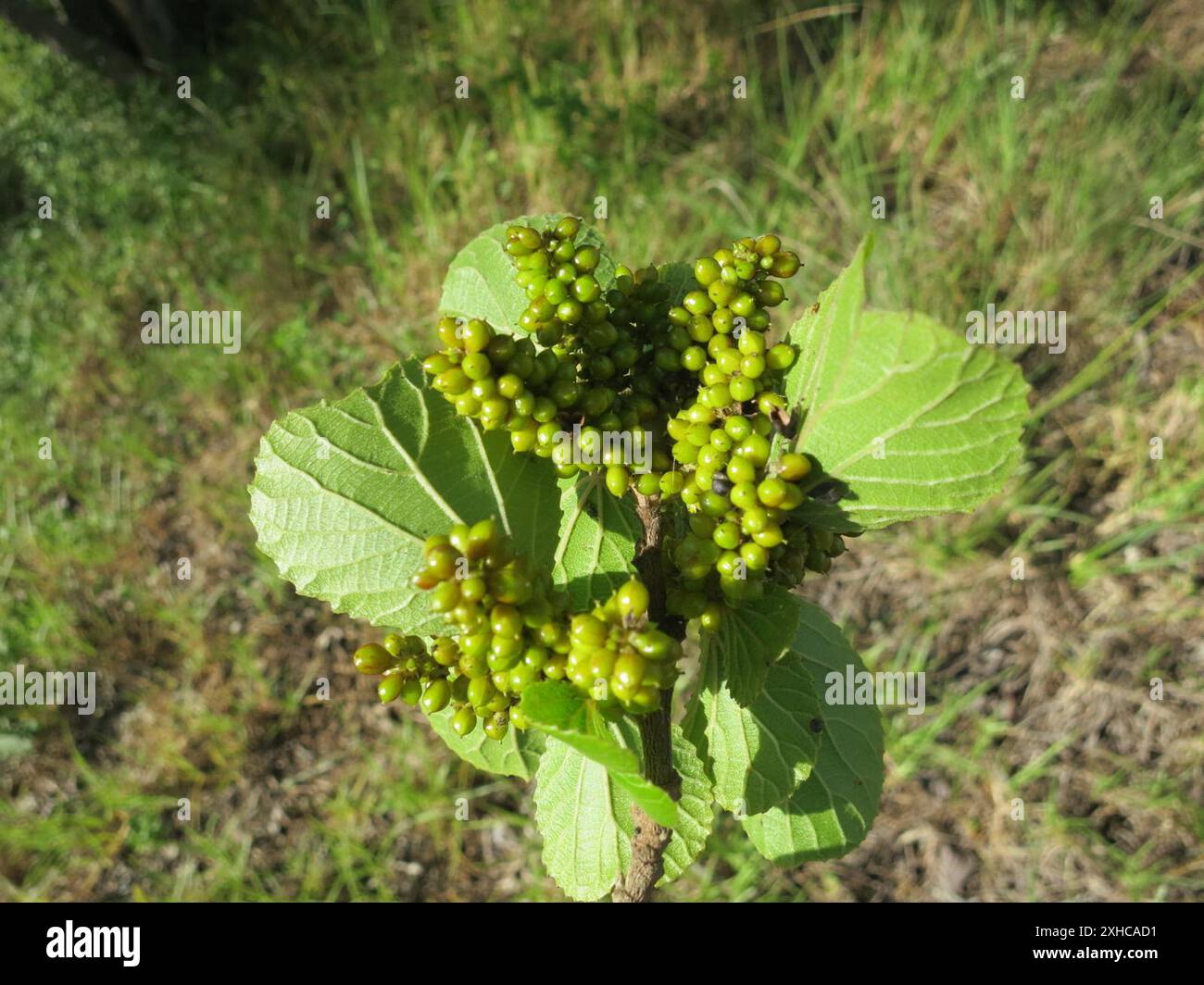 Round-Leaved Wild-Mulberry (Trimeria grandifolia grandifolia ...