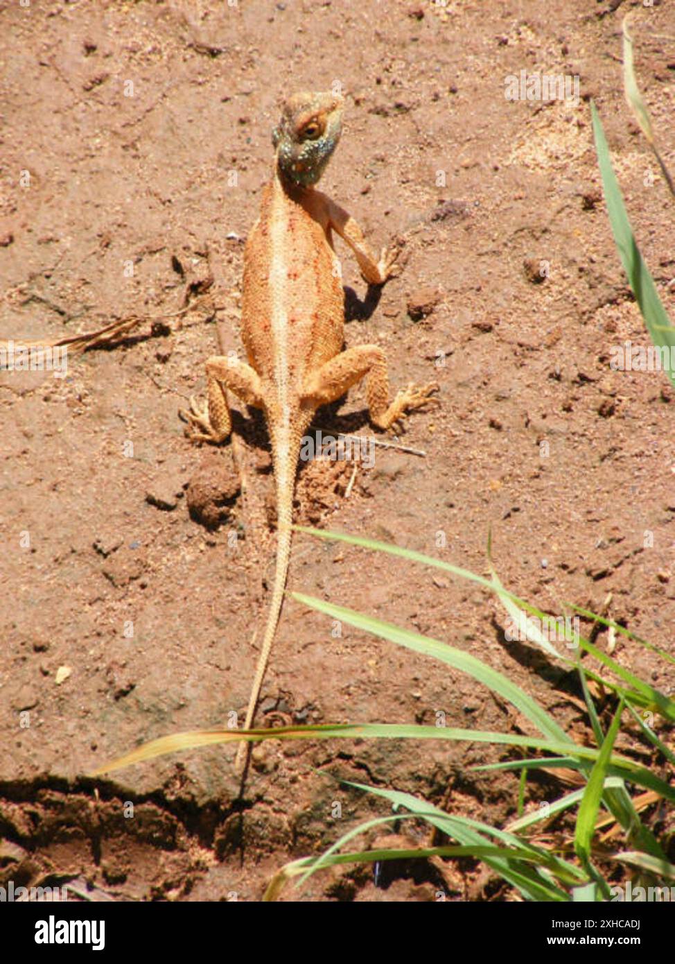 Tropical Spiny Agama (Agama armata) EN1, Inhassoro: Miombo savanna ...