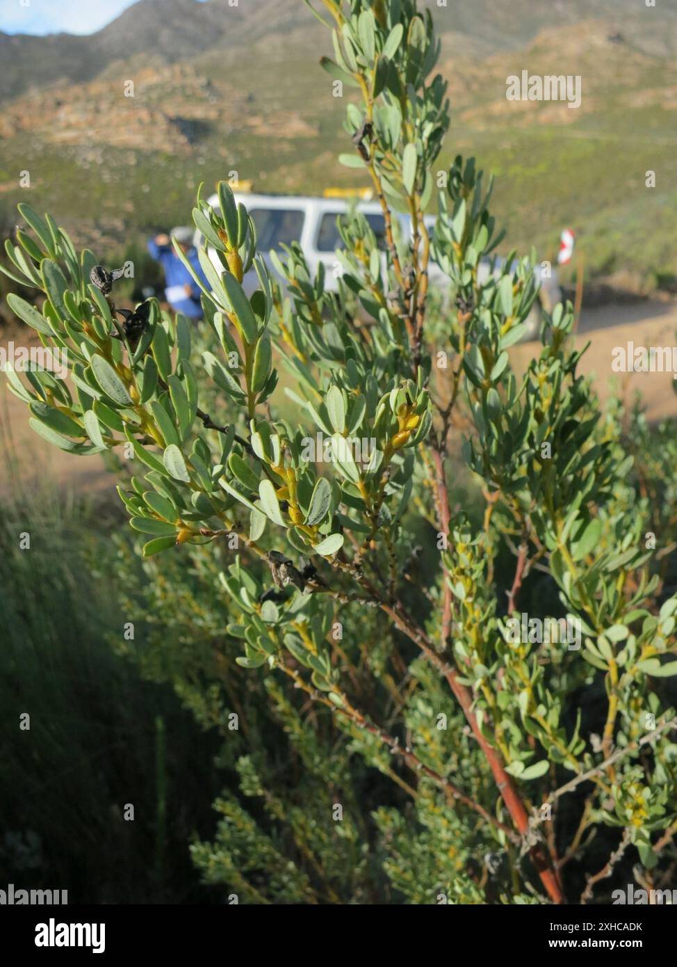 Mountain Honeybush (Cyclopia intermedia) Swartberg Pass about 3kms ...