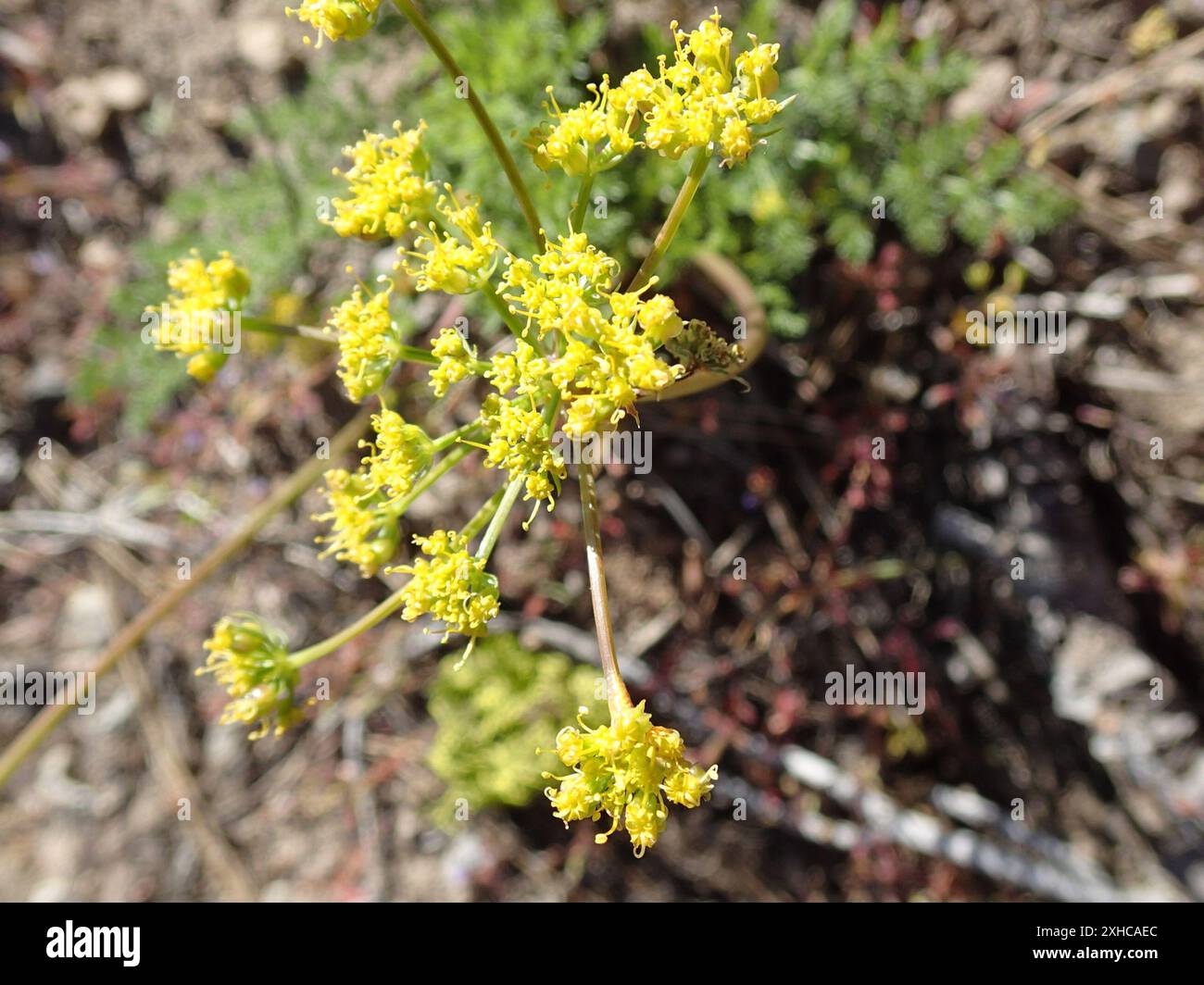 northern Indian parsnip (Cymopterus terebinthinus) Point Mariah Stock ...