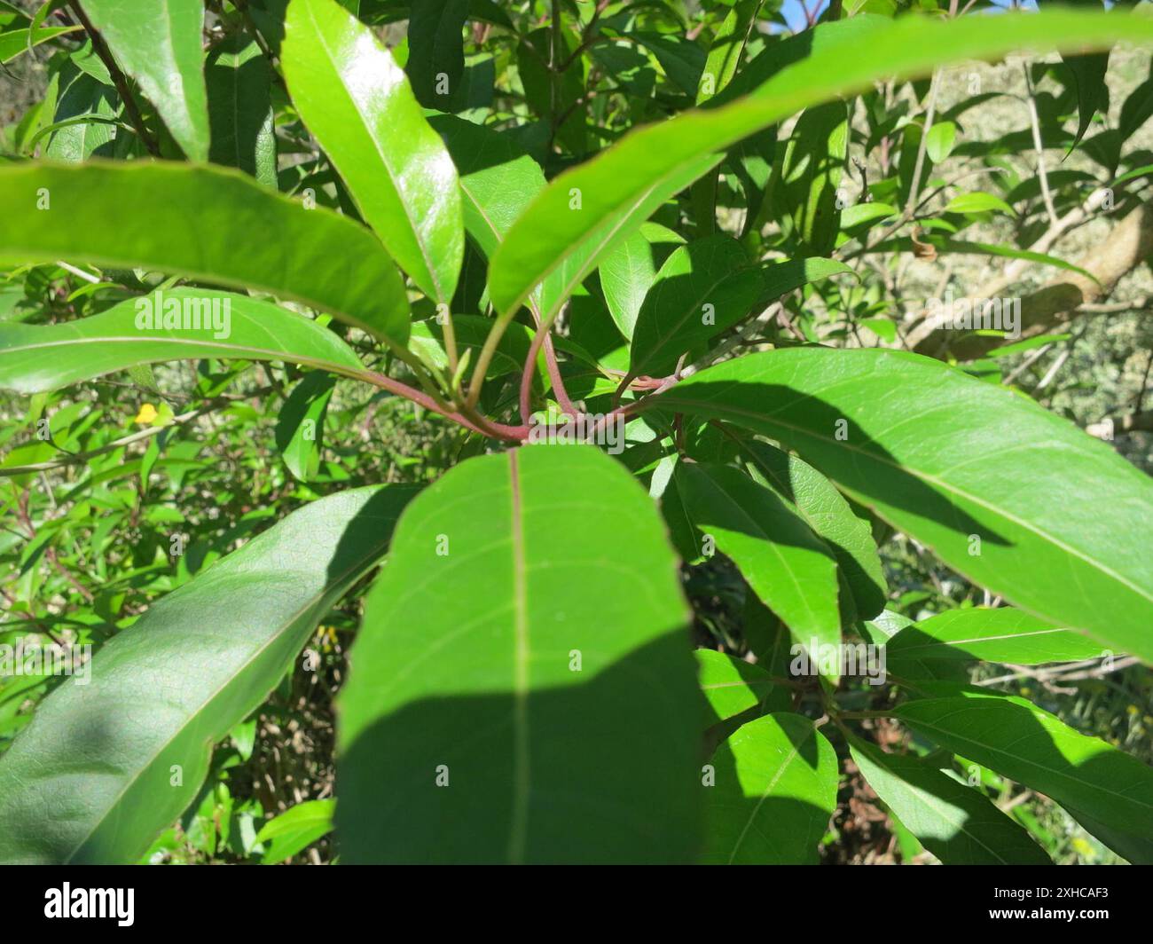 Forest Elder (Nuxia floribunda) Strawberry Hill Fern Trail at the Point ...