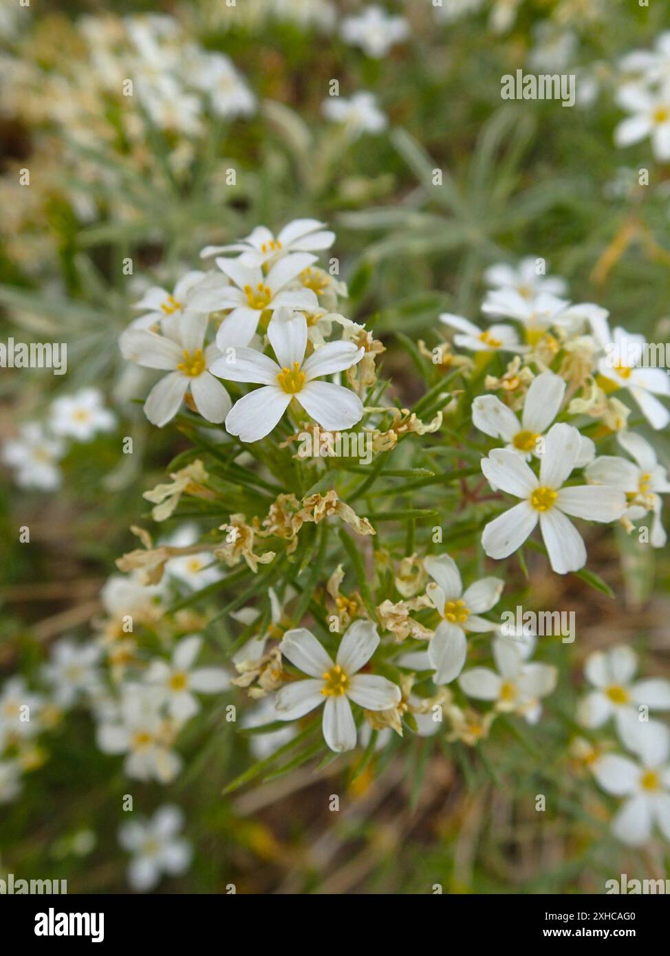 Nuttall's Linanthus (Leptosiphon nuttallii) Bogus Basin, Boise National ...