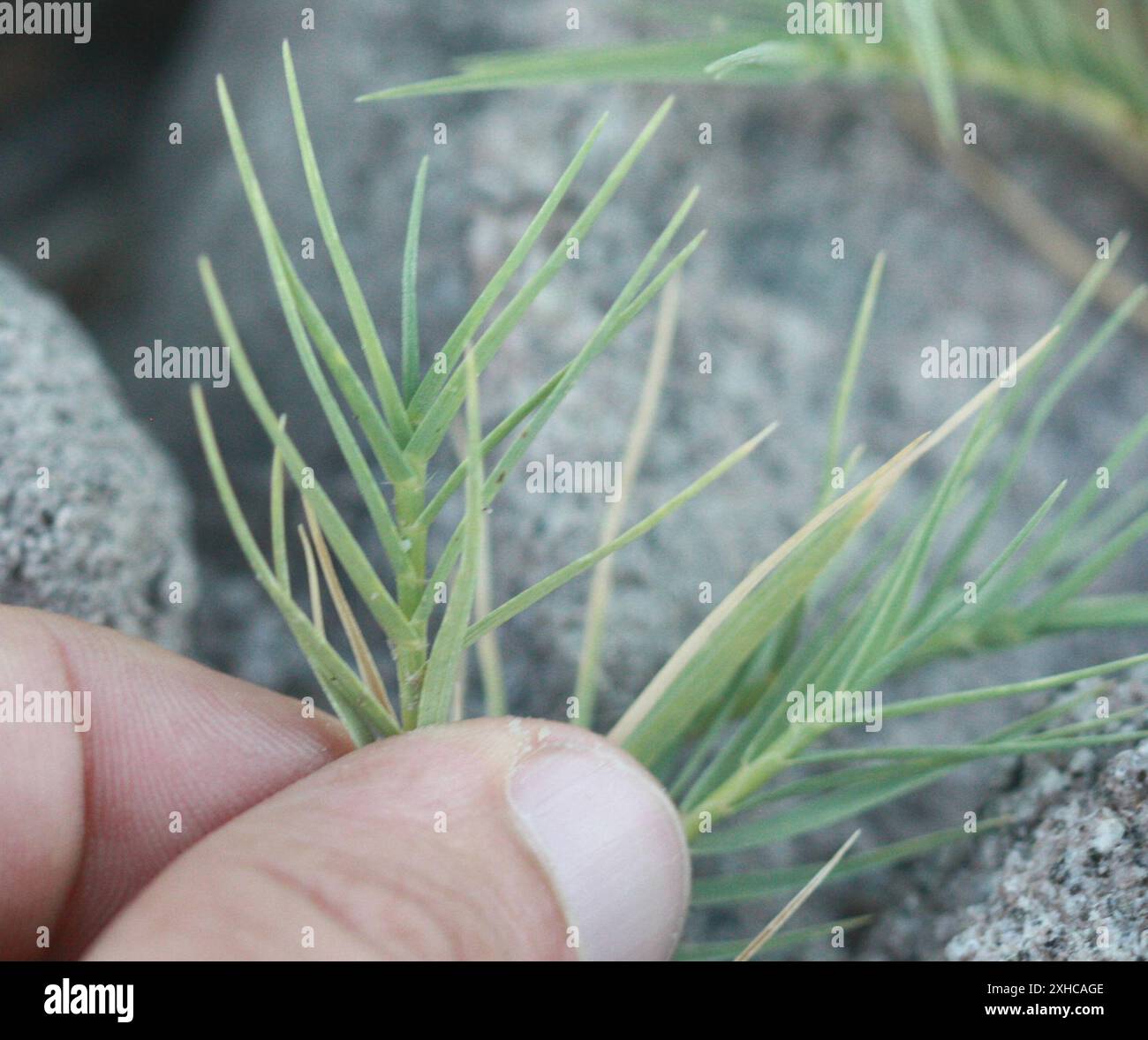 Saltgrass (Distichlis spicata) Henderson, Nevada, United States Stock ...