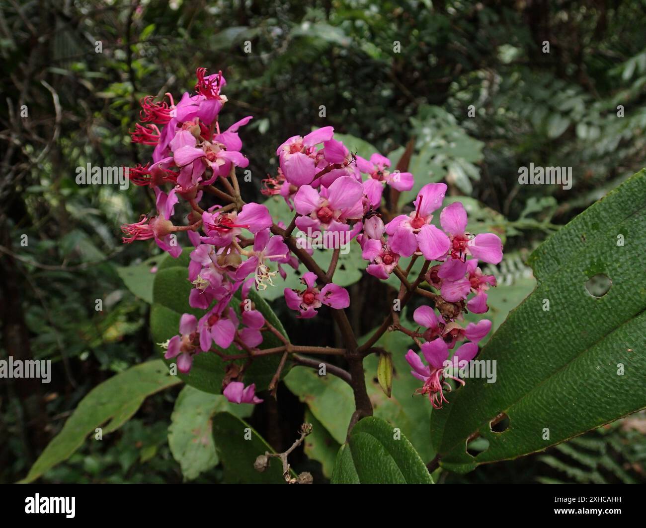 (Dichaetanthera cordifolia) VONDROZO Stock Photo - Alamy