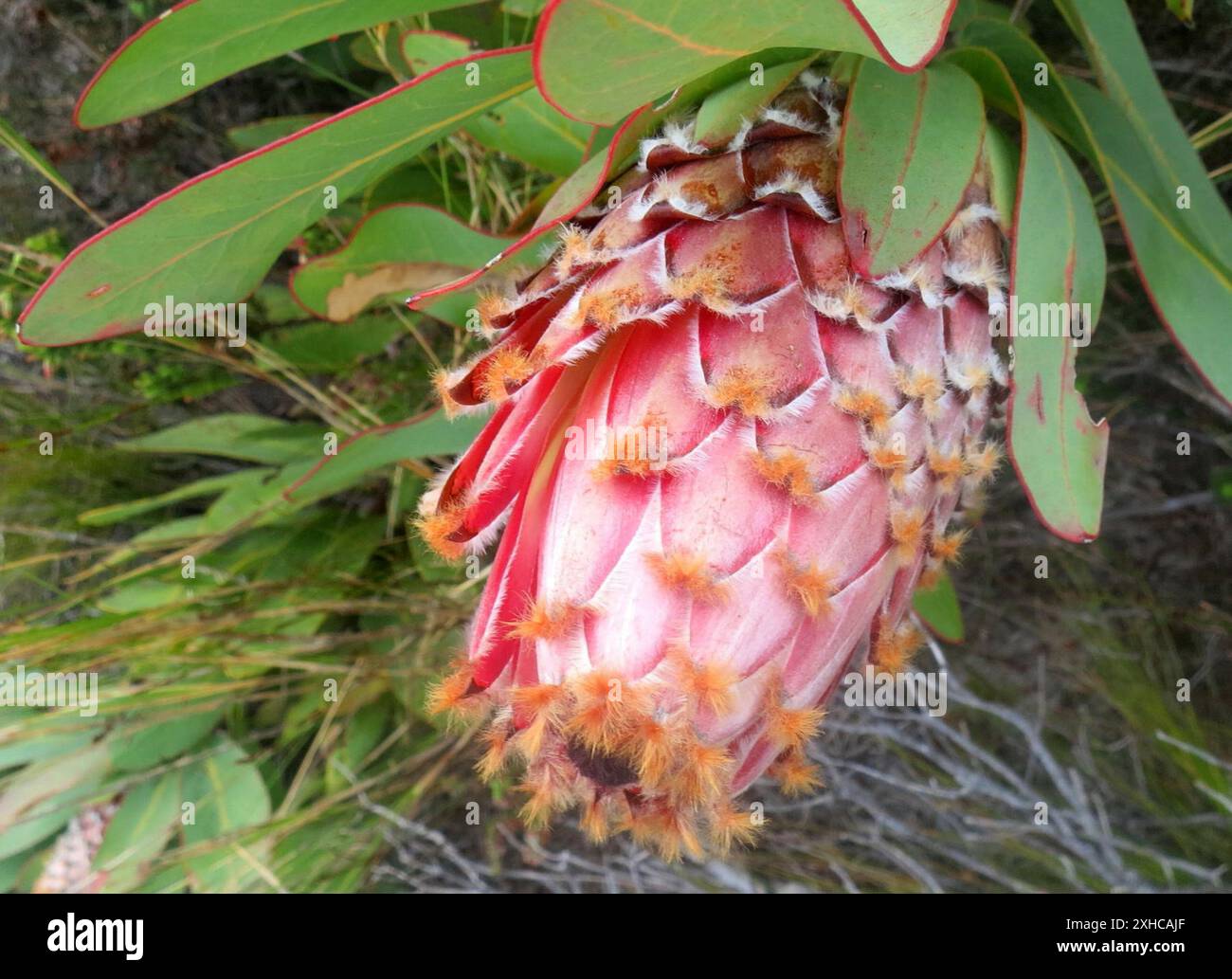 Queen protea protea magnifica hi-res stock photography and images - Alamy