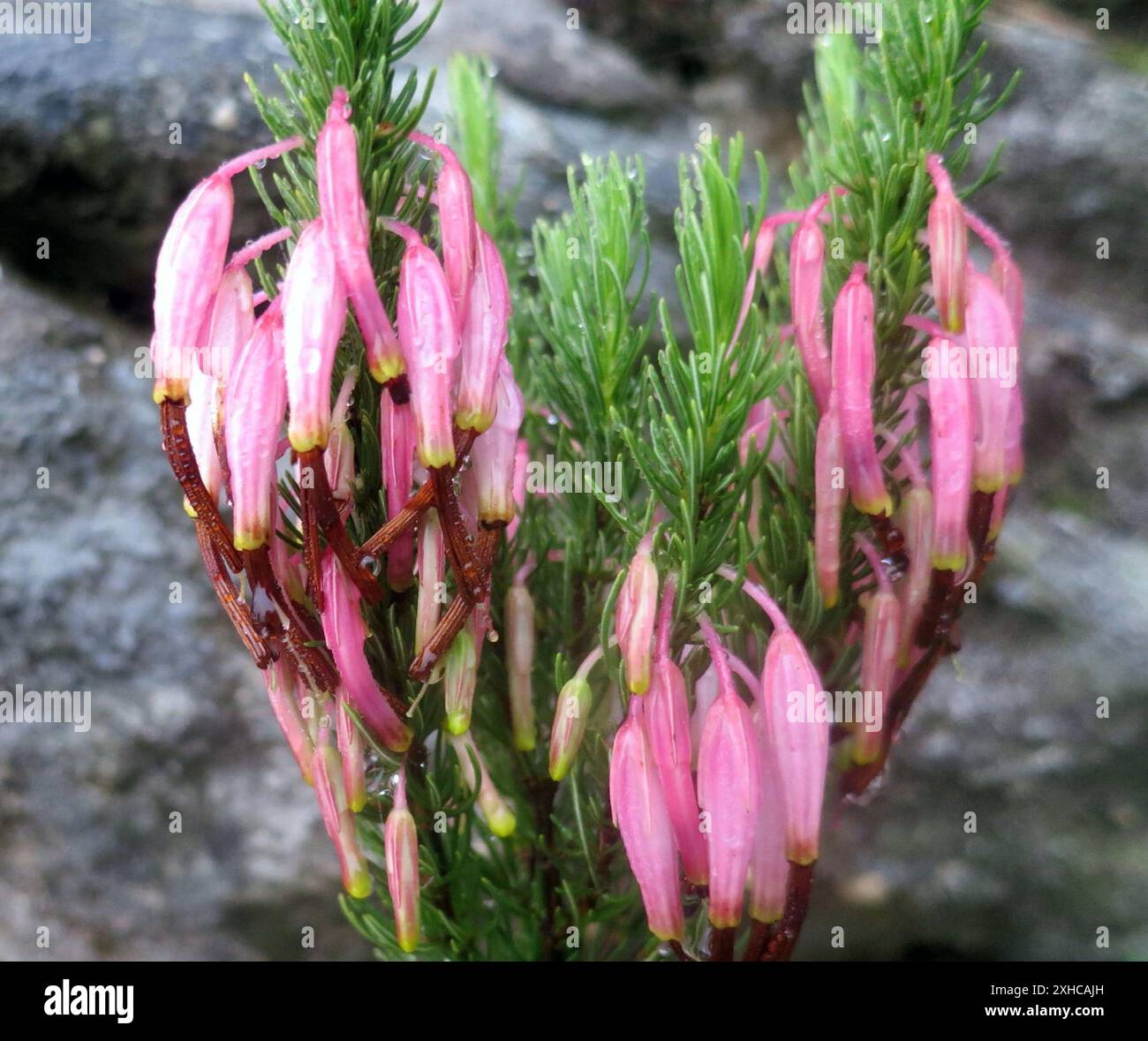 Browntongue Hangertjie (Erica plukenetii plukenetii) Vlaktes around the ...
