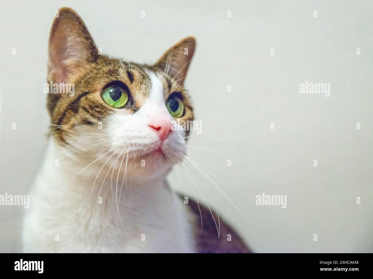 Look europeo hi-res stock photography and images - Alamy