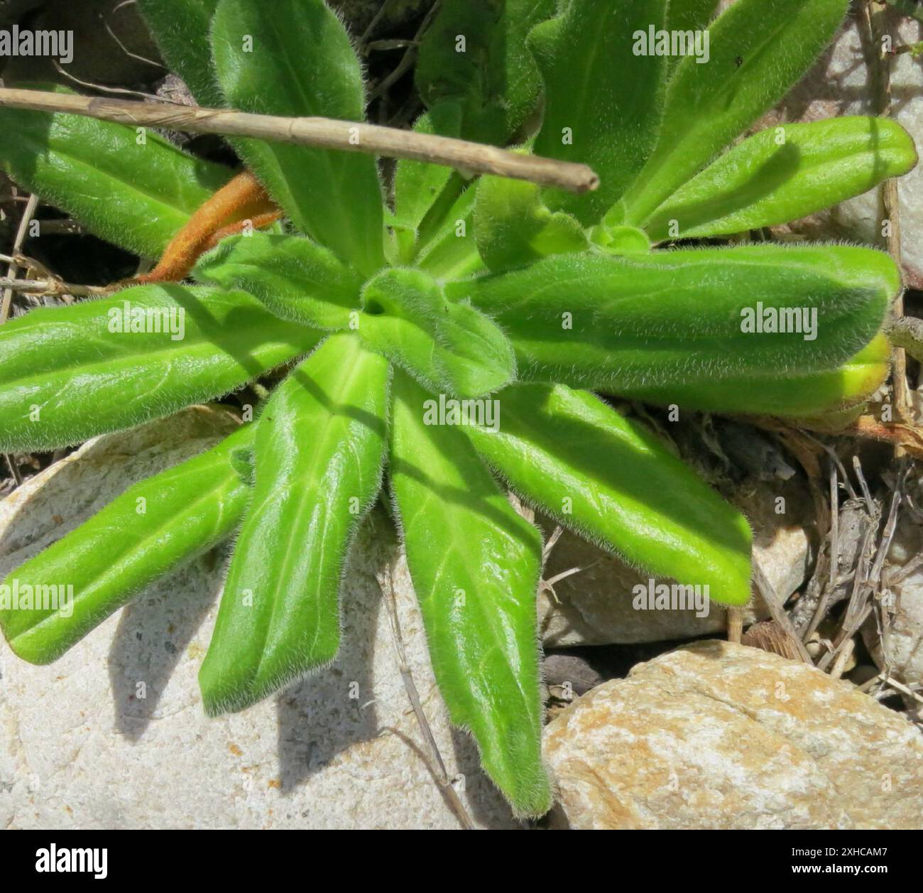 Common Cape Catchfly (Silene undulata undulata) Coney Glen Stock Photo ...