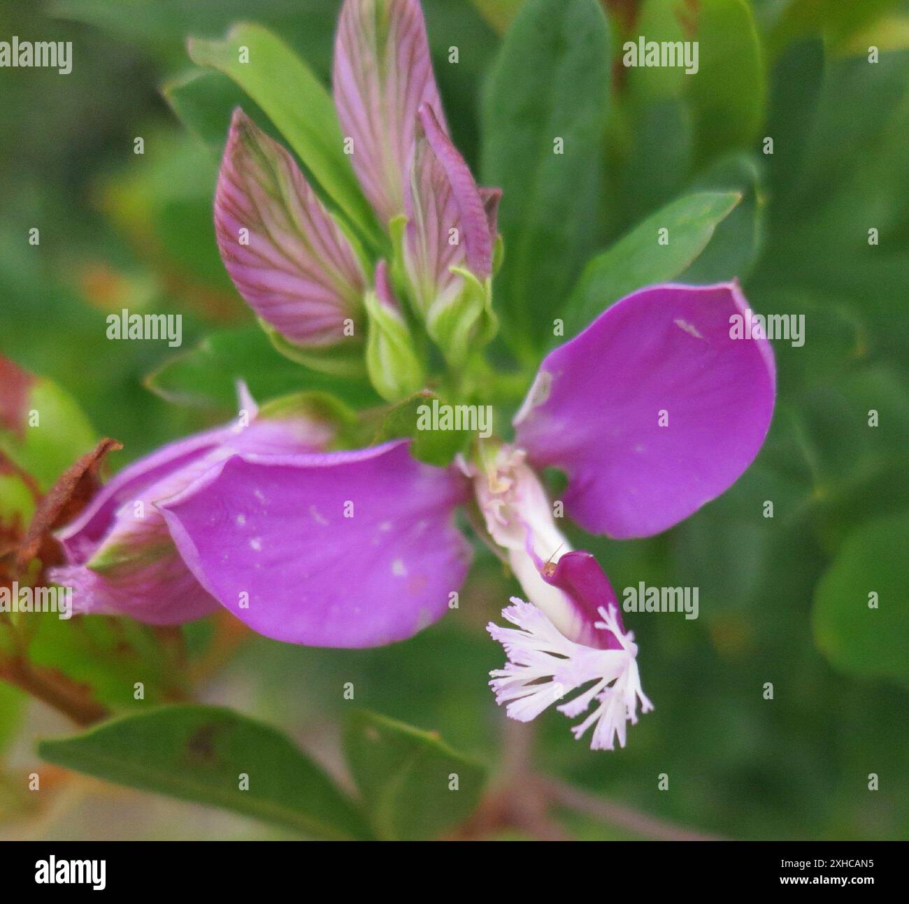 Septemberbush (Polygala myrtifolia myrtifolia) Salt River Hike from ...