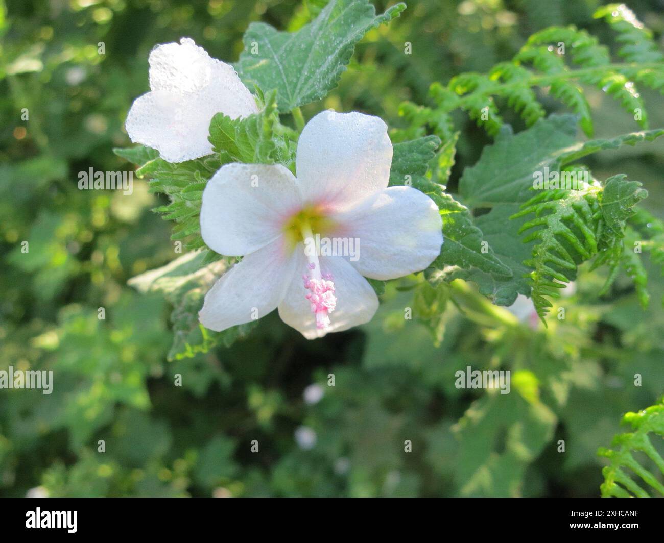 Pink Swampmallow (Pavonia columella) Witfontein Forest Stock Photo - Alamy