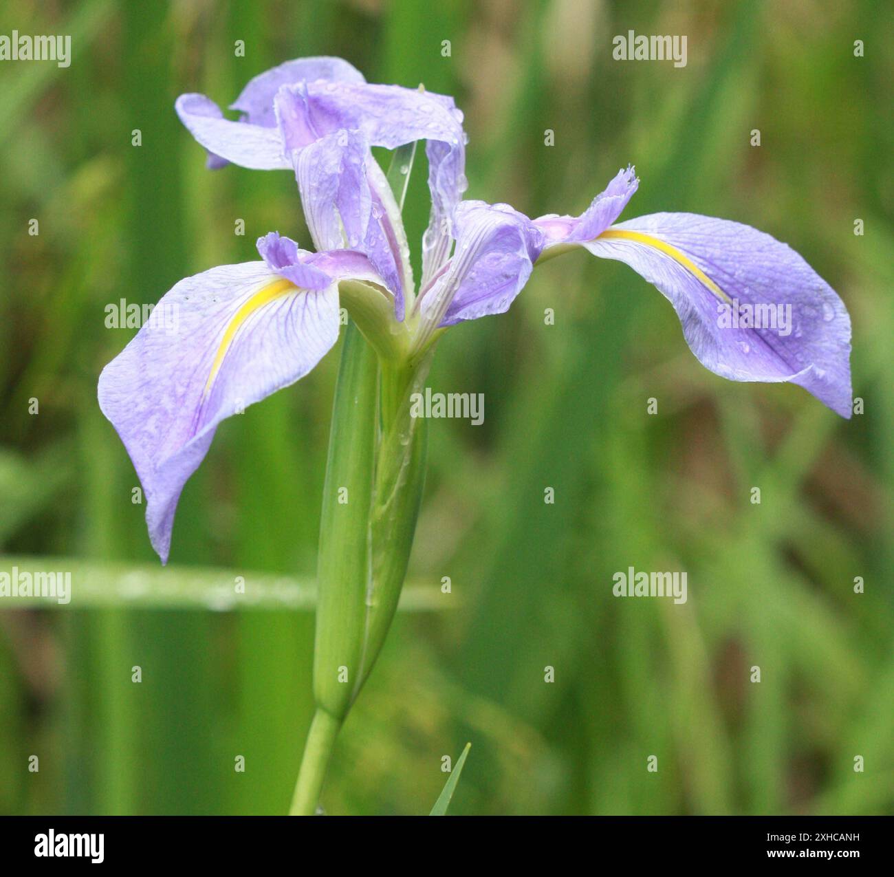 Giant blue iris hi-res stock photography and images - Alamy