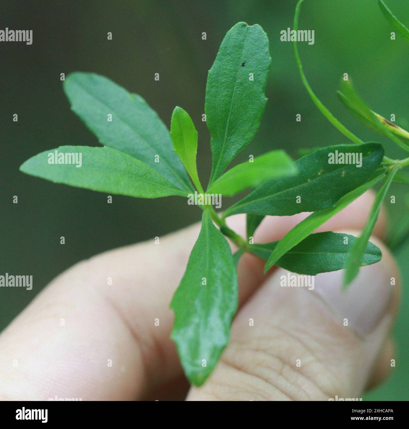 groundsel tree (Baccharis halimifolia) Estelle, Louisiana, United ...