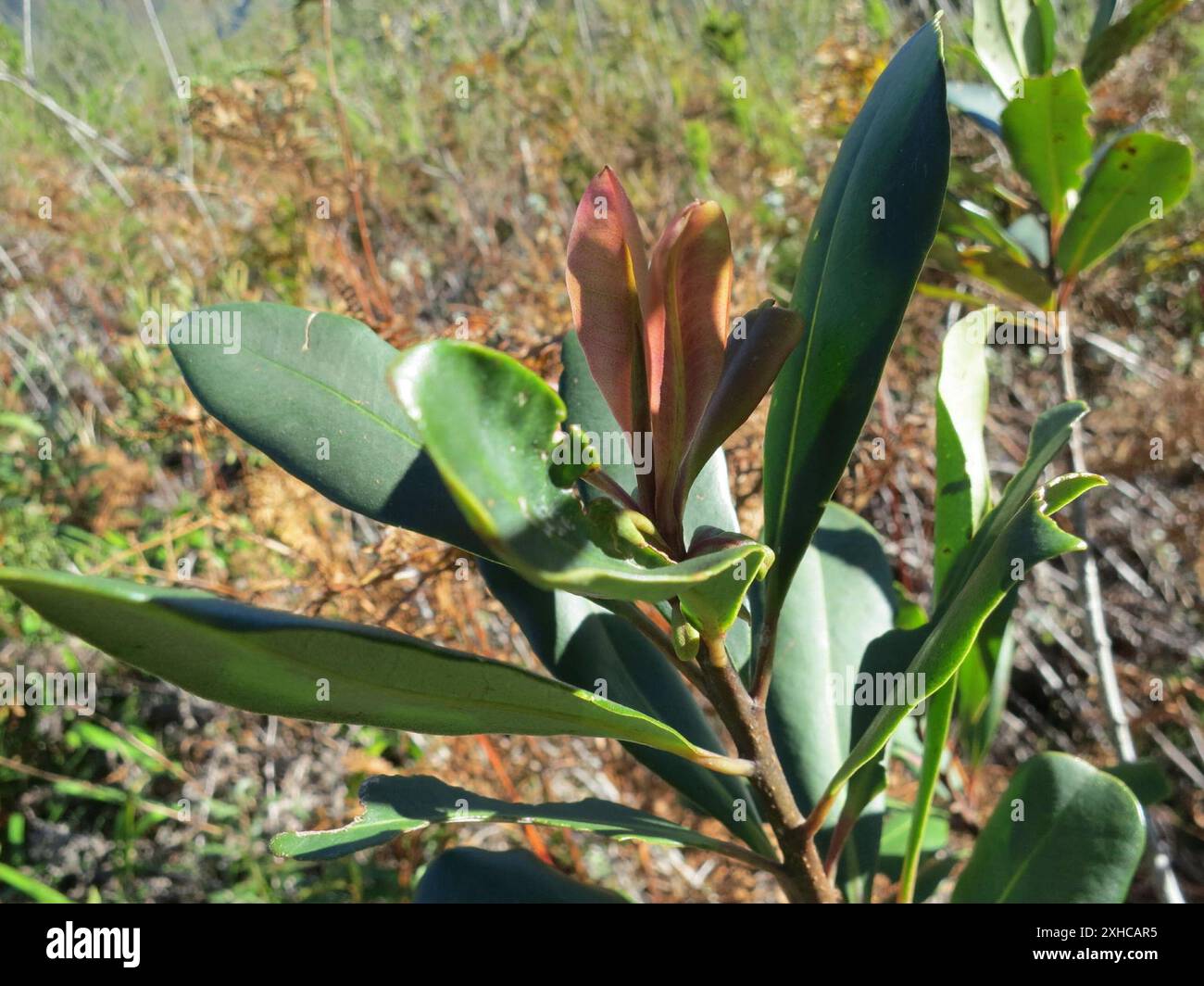 Cape beech (Rapanea melanophloeos) Cradock Pass in the Outeniquas below ...