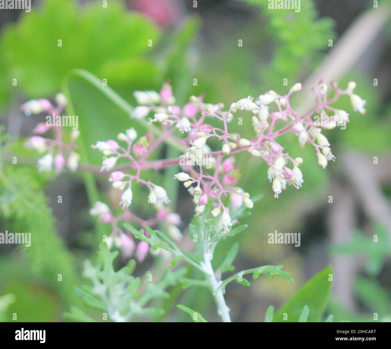 crevice alumroot (Heuchera micrantha) devil's slide pacifica Stock ...