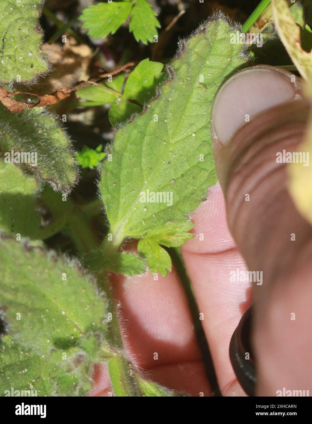 Ajugoides hi-res stock photography and images - Alamy