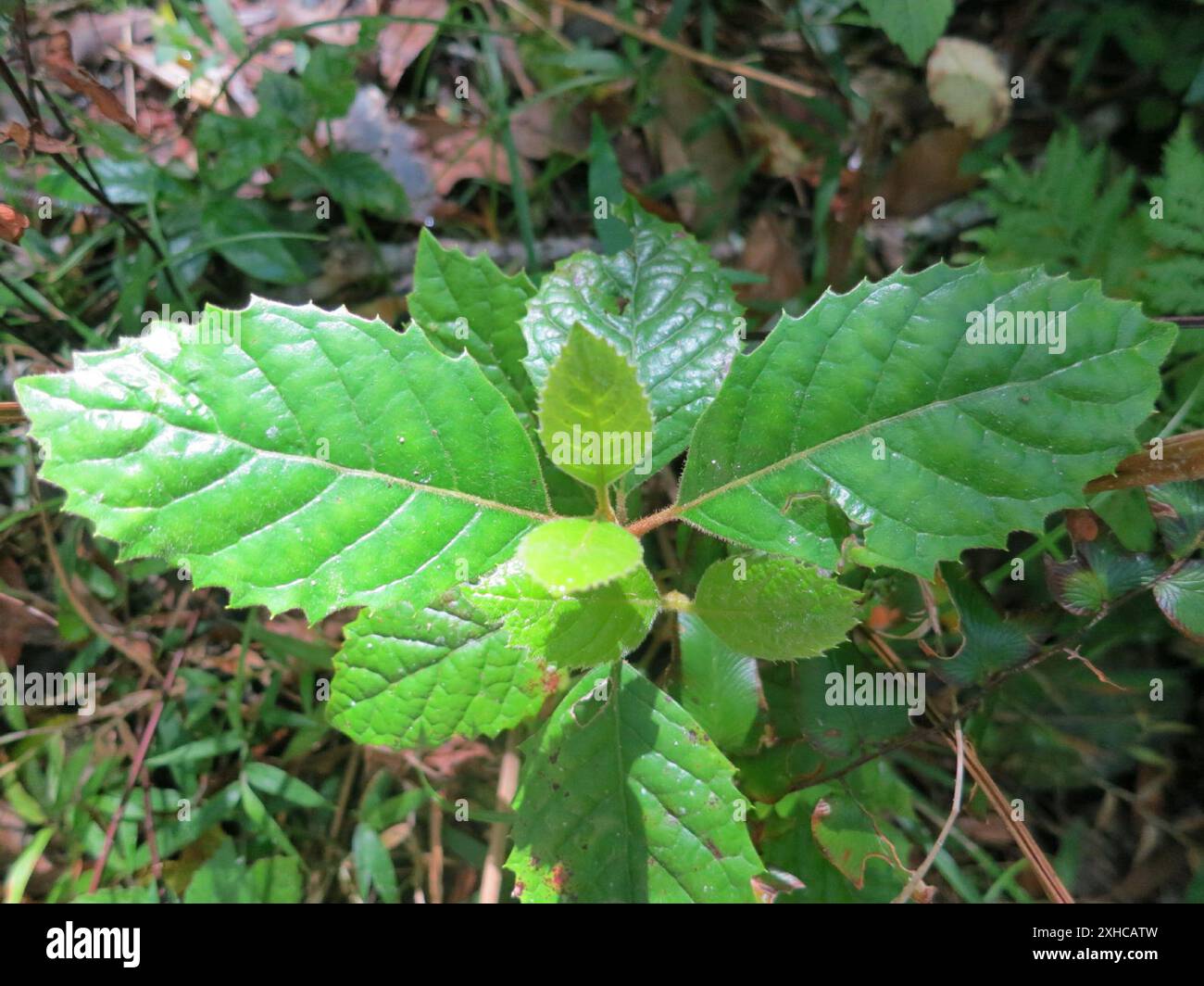 Assegai tree hi-res stock photography and images - Alamy