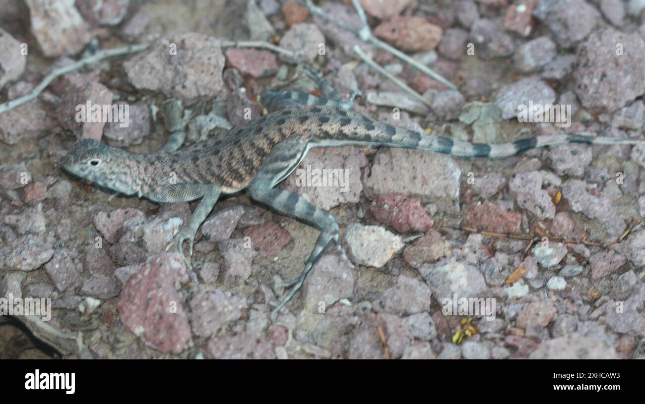 Zebra-tailed Lizard (Callisaurus draconoides) las vegas Stock Photo - Alamy