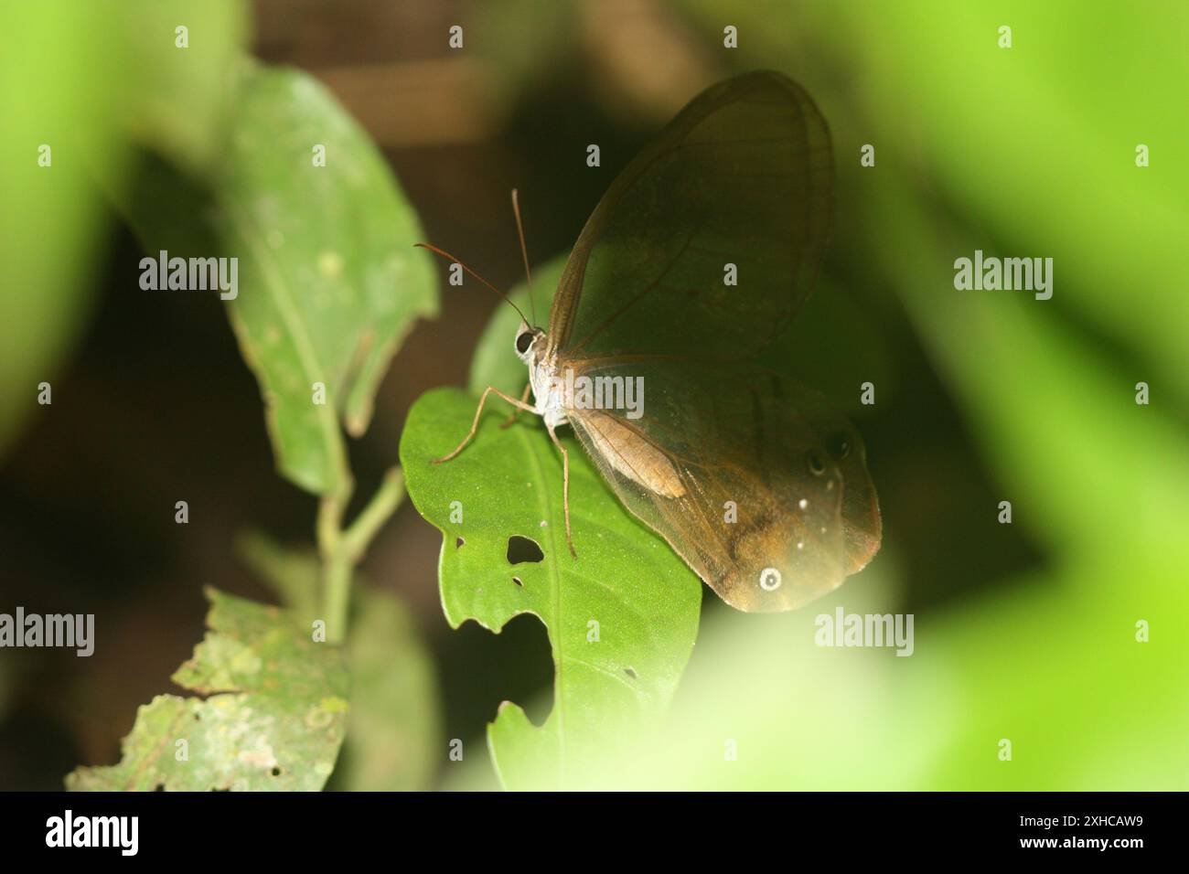 amber phantom (Haetera piera) Puerto Maldonado Stock Photo - Alamy