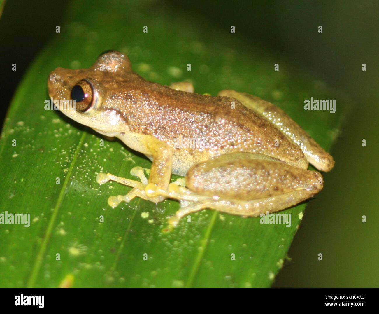 Snouted Tree Frogs (Scinax) Puerto Maldonado Stock Photo - Alamy