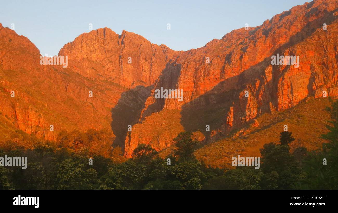 black wattle (Acacia mearnsii) Klein Drakenstein Mts above Olive Glen ...