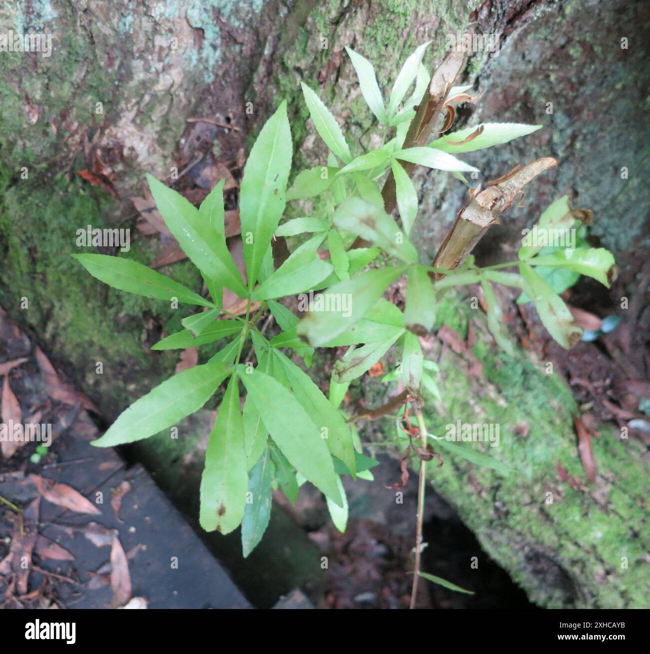 Trifoliatus hi-res stock photography and images - Alamy