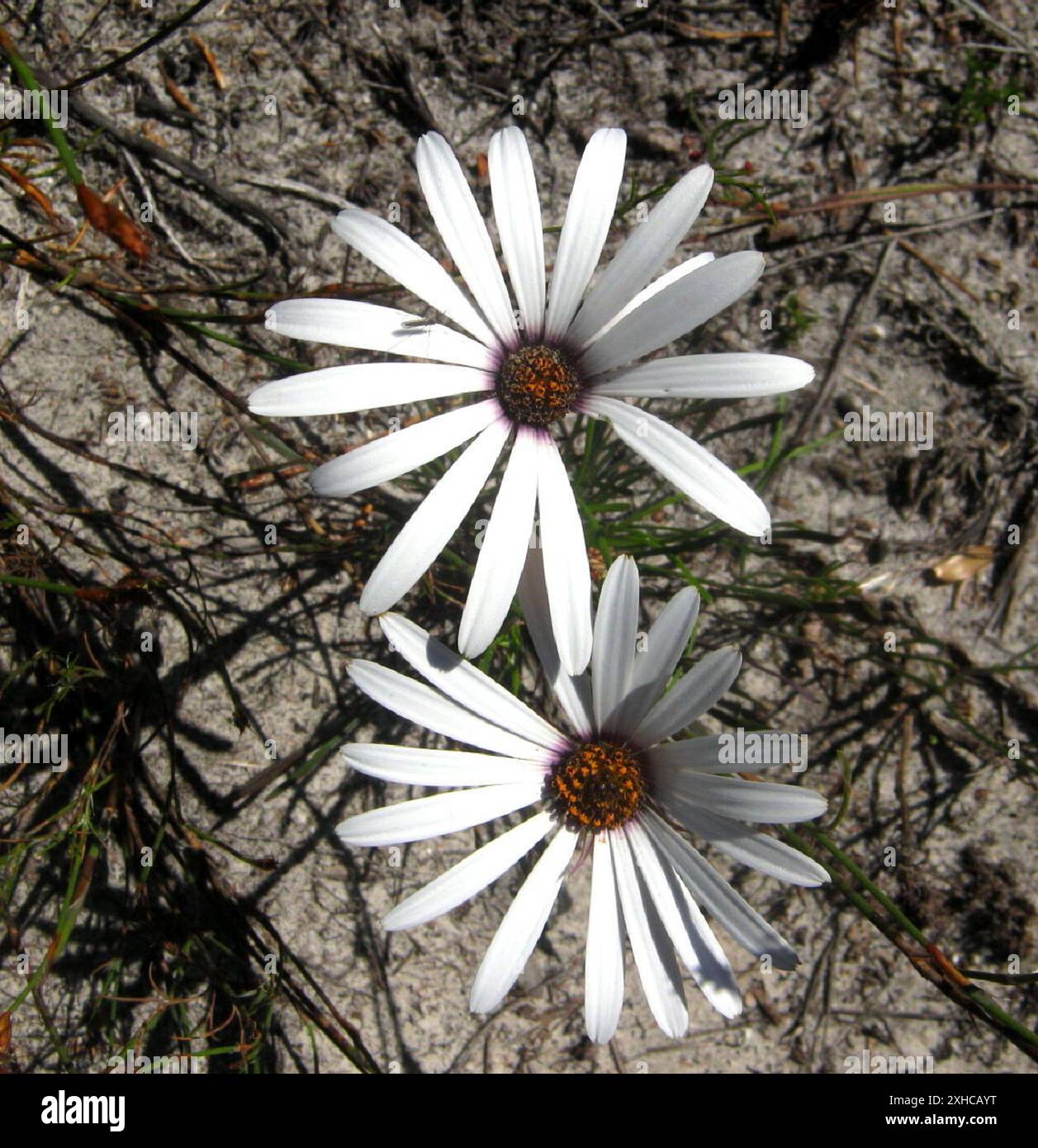 Cape oxeye (Dimorphotheca nudicaulis nudicaulis) Cape Hangklip Stock ...