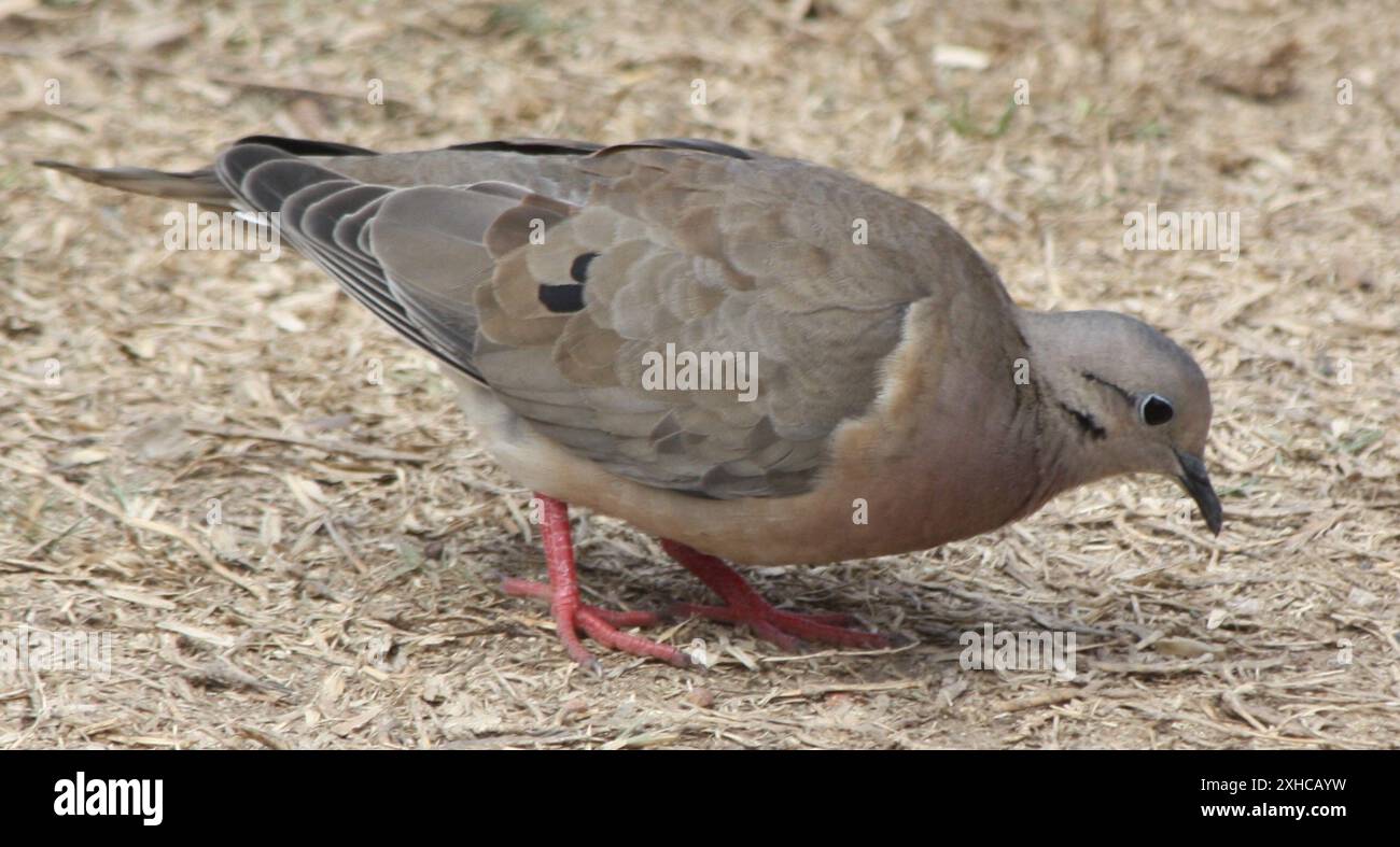 Eared Dove (Zenaida auriculata) Mira Flores Stock Photo - Alamy